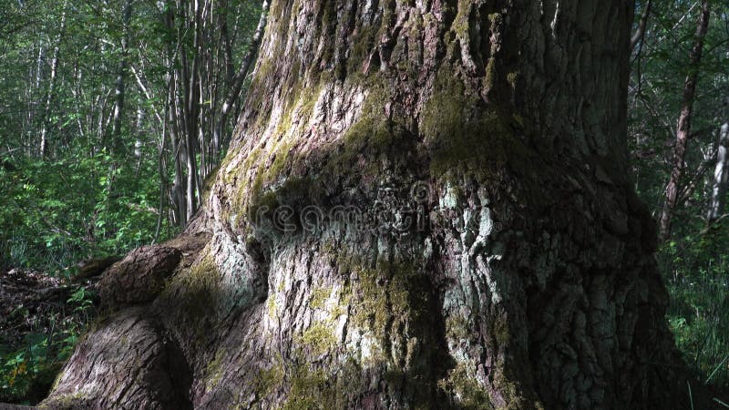 Close-up of the Roots and Trunk of a Massive Tree in a Forest Stock ...