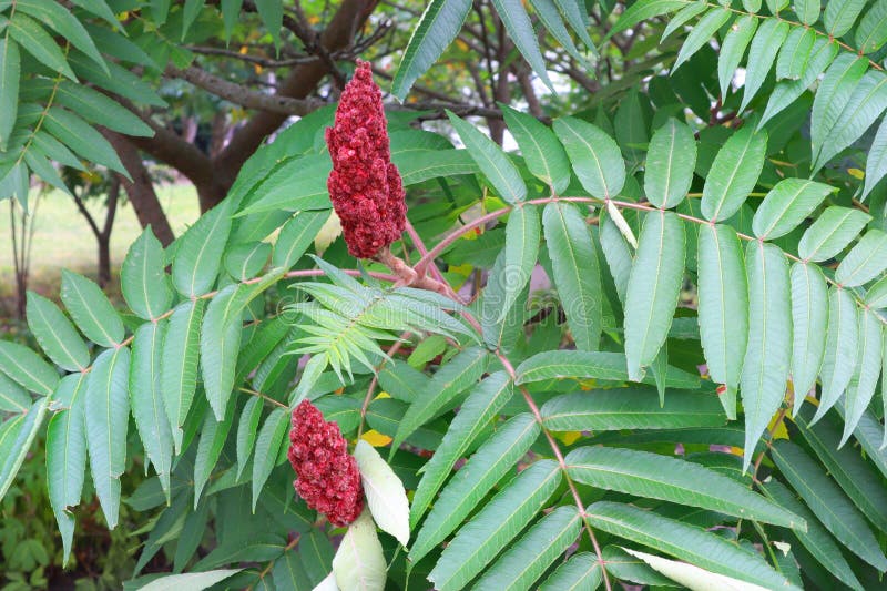 Rhus Typhina is Sumach Tree with Velvet Candle-shaped Flowers ...