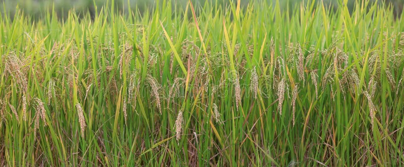Close Up View of Rice Field in Rural India Stock Photo - Image of paddy ...