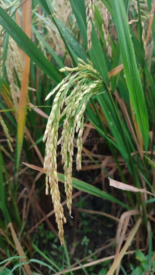 Close Up View of Rice Grain, Oryza Sativa Stock Image - Image of grow ...