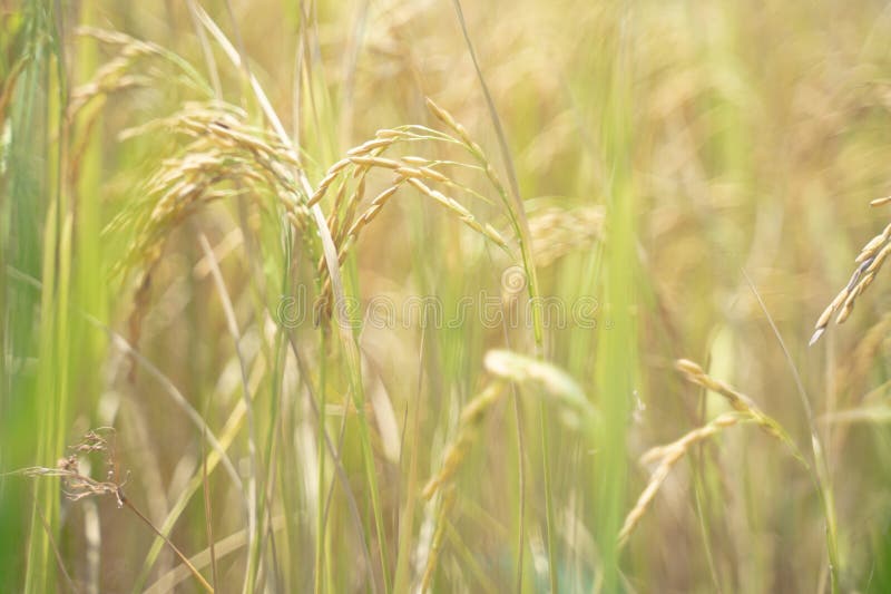 Close-up View of Rice Grains in a Rice Ear and Ears of Rice before ...