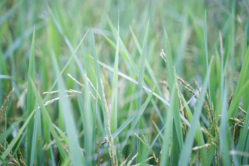 Close-up View of Rice Grains in a Rice Ear Green Rice Field Background ...