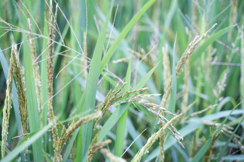 Close-up View of Rice Grains in a Rice Ear Green Rice Field Background ...