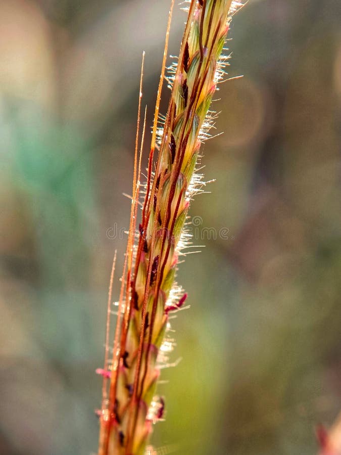 Close-up View of Rice Plant with Rice Grains Inside Stock Image - Image ...