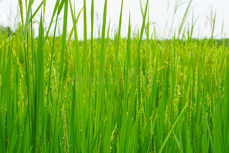 Close Up View of Rice Plant is Growing, Organic Plants, Paddy Field ...