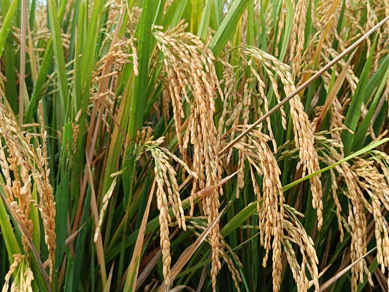 Close-up View of Rice Ready To Be Harvested Stock Photo - Image of ...