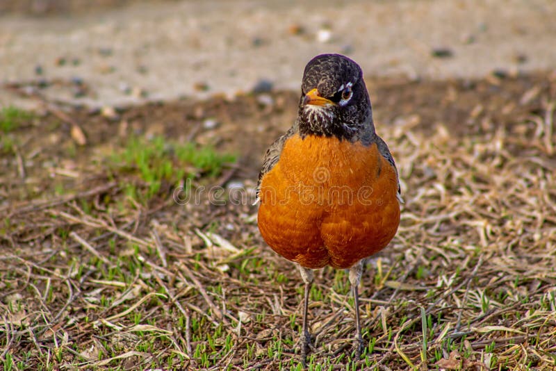 Robin Posing on the Grass stock photo. Image of wildlife - 181418382