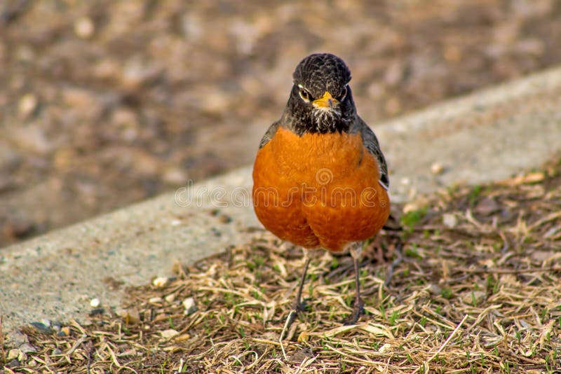 Robin Posing on the Grass stock photo. Image of outdoors - 181418390
