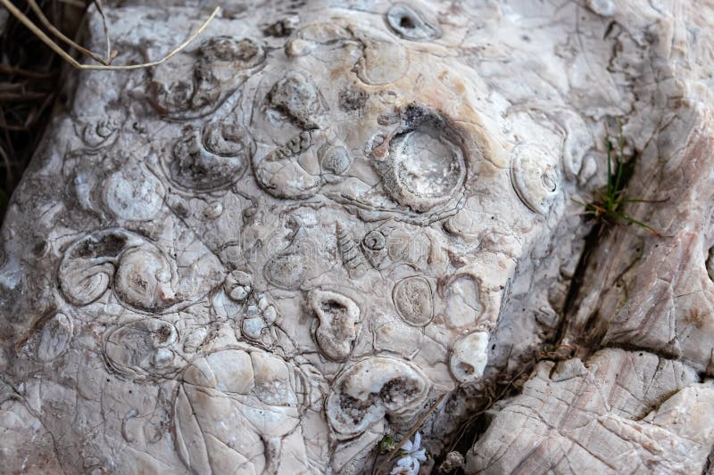 Predil - Close-up View of Rock Surface with Numerous Fossils Embedded ...