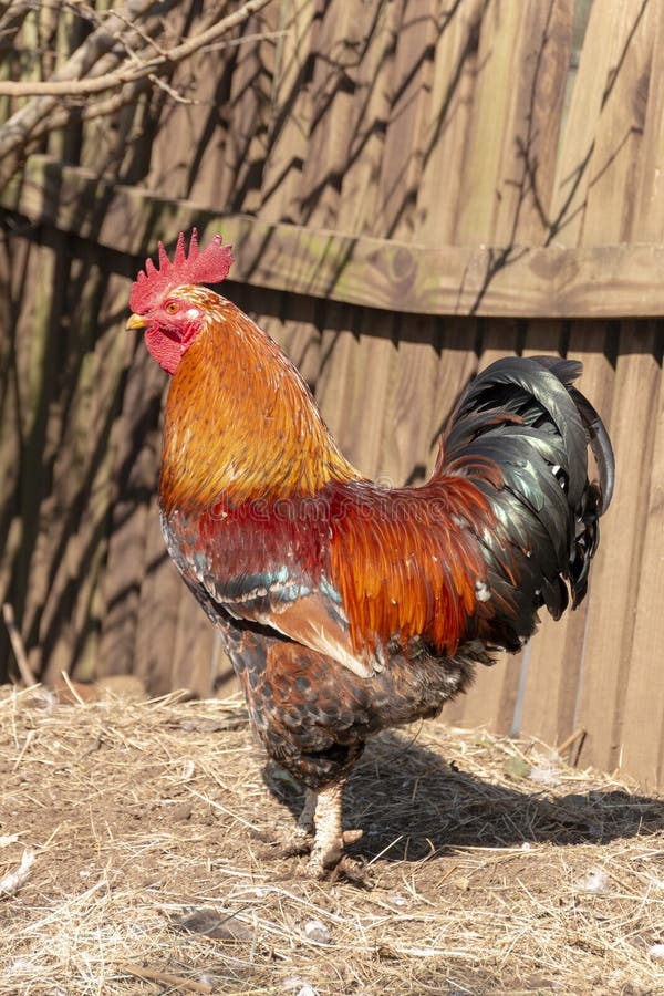 A rooster stock image. Image of nature, farm, feathers - 159674415