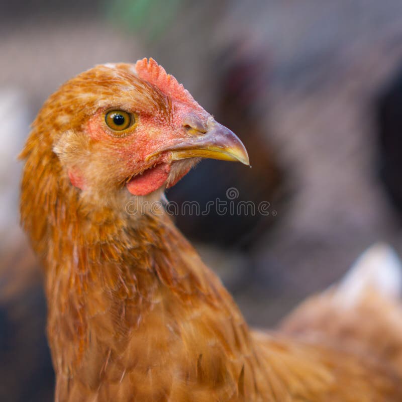 621 Angry Rooster Stock Photos - Free & Royalty-Free Stock Photos from ...