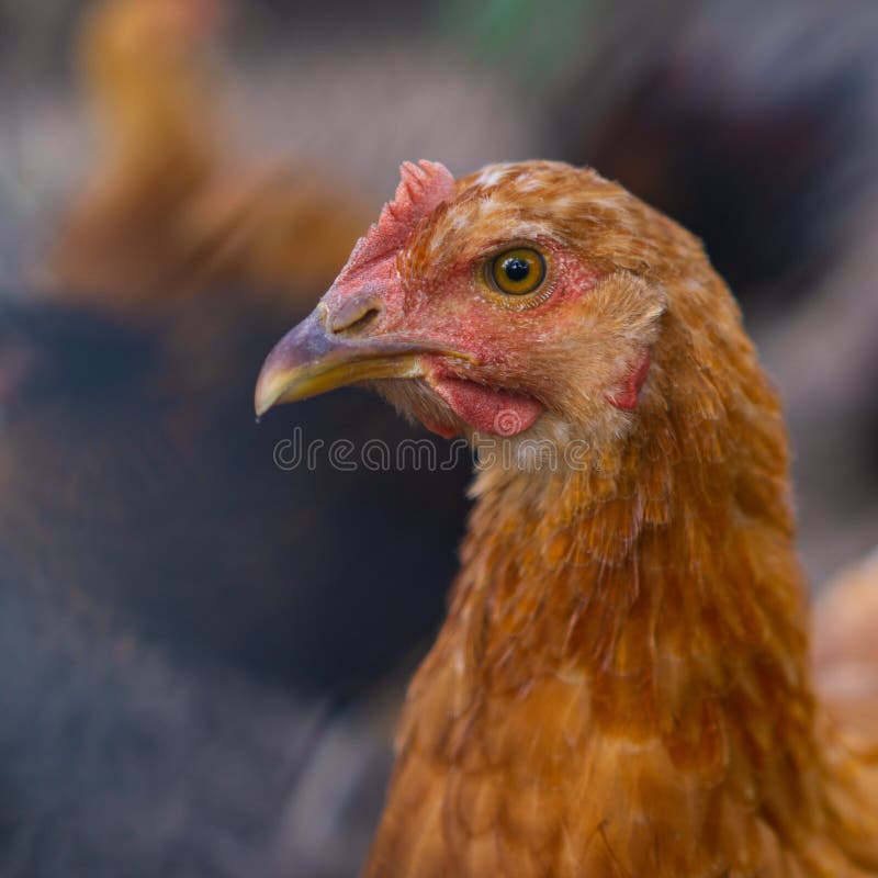 Rooster Looking To Left Side Stock Image - Image of broiler ...