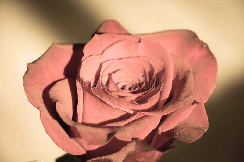 Close Up View of a Rose Bud Opening. Aged Photo Effect Stock Photo ...