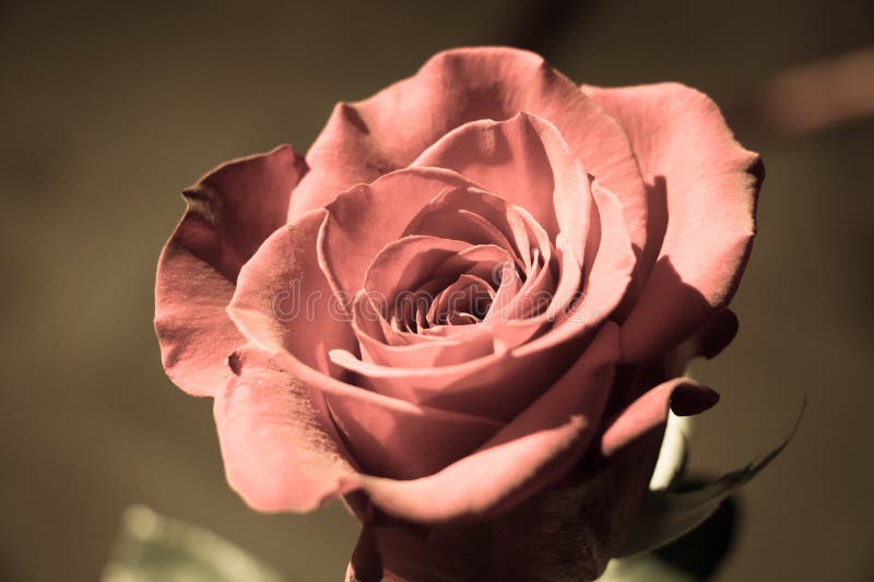 Close Up View of a Rose Bud Opening. Aged Photo Effect Stock Image ...