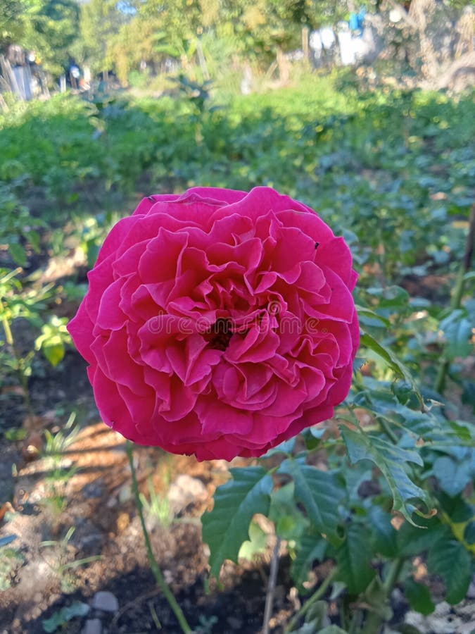 Close-up View of Rose Flowers & X28;Rosa Sp& X29; Stock Image - Image ...