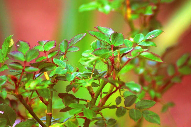 Close-up View of Rose Plant Green Leaves Under the Sunlight Stock Photo ...