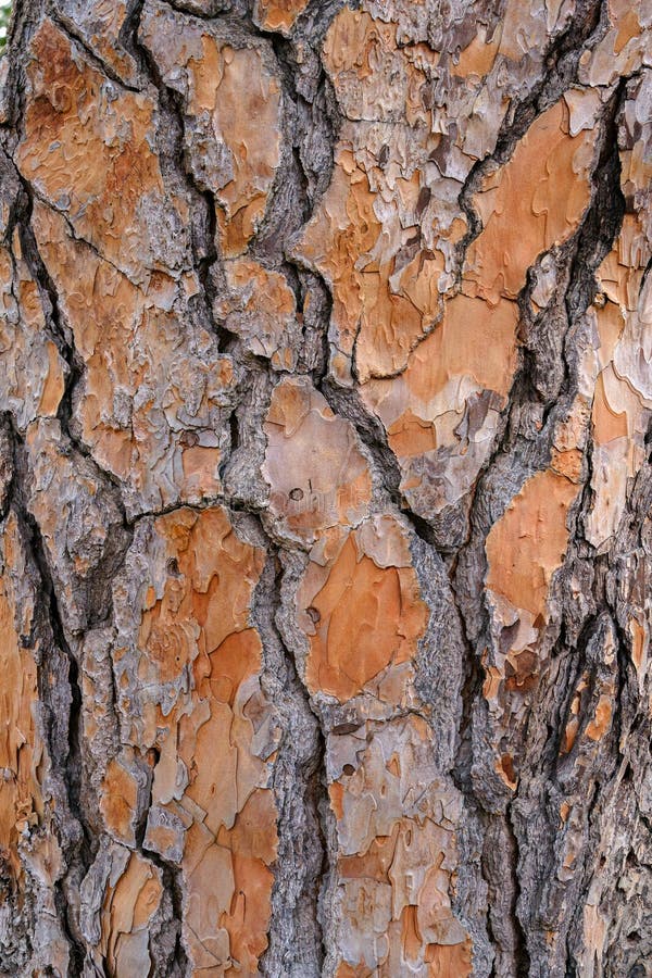 Close-Up View of Rough Tree Bark Texture Stock Image - Image of bark ...
