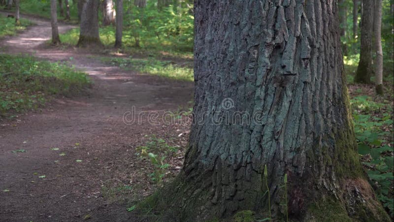 Rough Tree Trunk with Intricate Bark Texture Along Forest Path Stock ...
