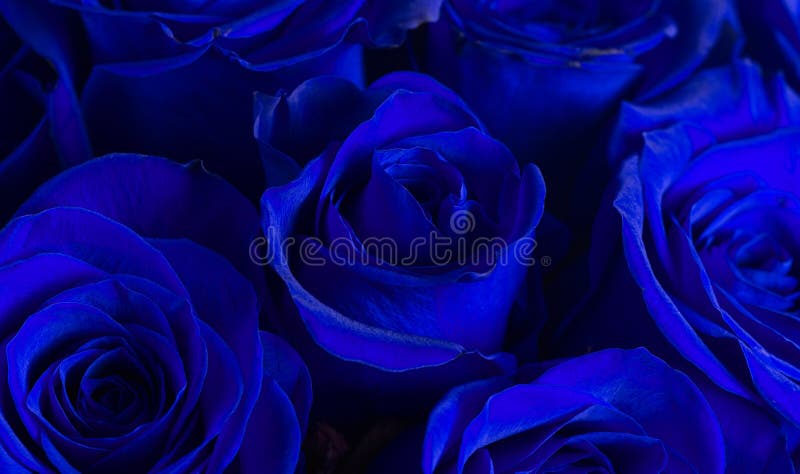 Blue rose stock image. Image of glorious, delightful - 13378311