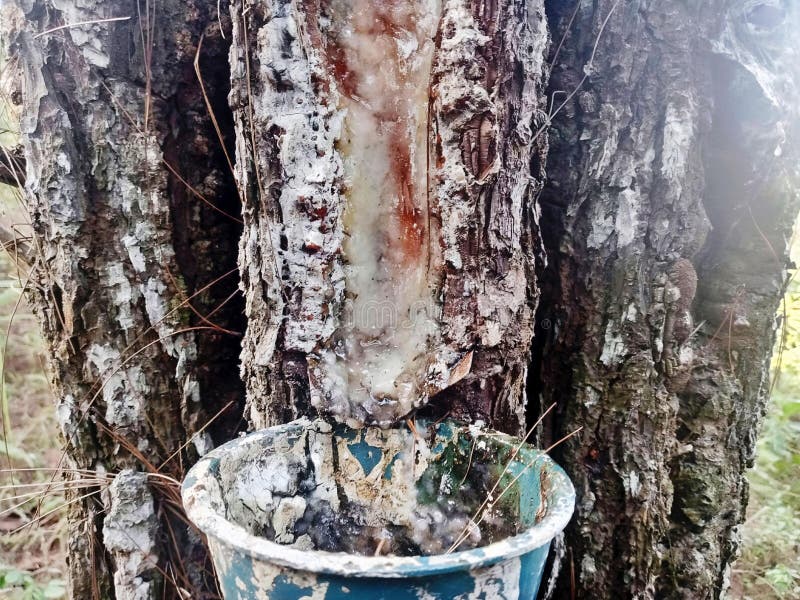 Rubber Tree and Rubber Sap Flowing Out Stock Photo - Image of rubber ...