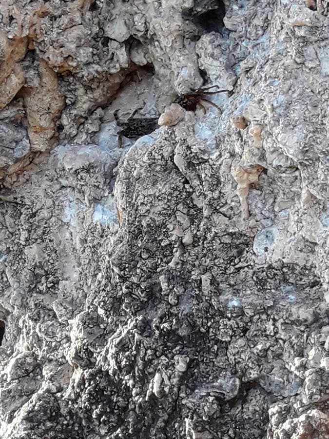 A Close Up View of a Rugged, Textured Rock Surface with Small Insects ...