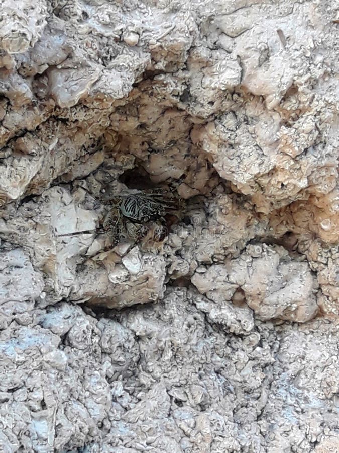 A Close Up View of a Rugged, Textured Rock Surface with Small Insects ...
