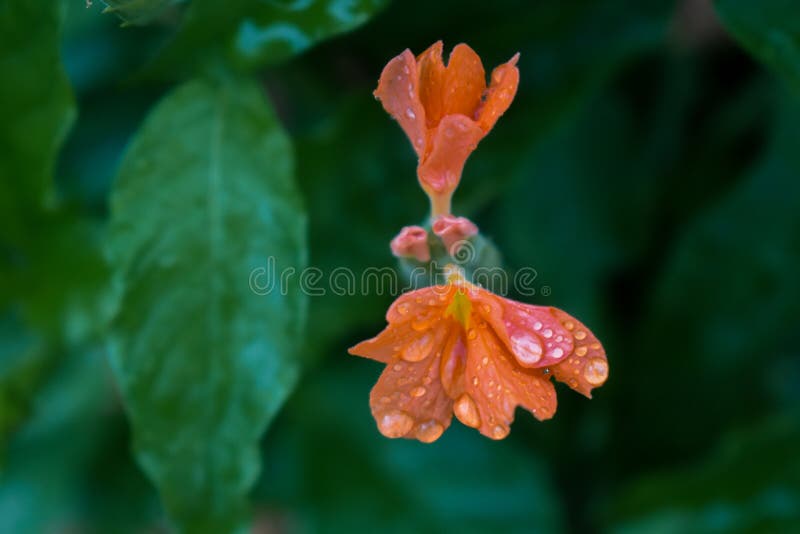A Close Up View of Saffron Colored Fire Cracker Flowers with Water ...