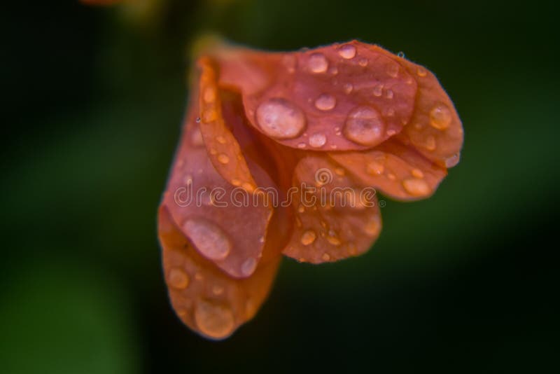 A Close Up View of Saffron Colored Fire Cracker Flowers with Water ...