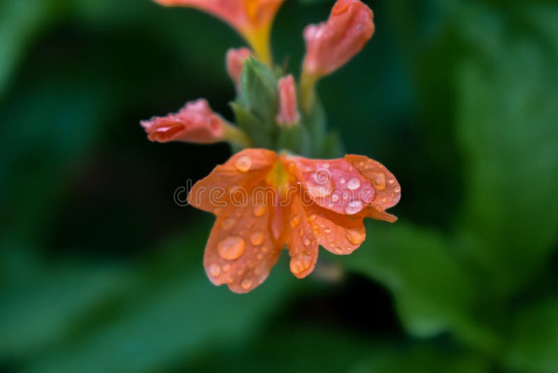 A Close Up View of Saffron Colored Fire Cracker Flowers with Water ...