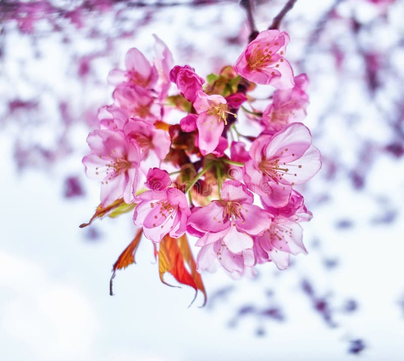 Close Up View of Sakura in Spring Stock Photo - Image of drops ...