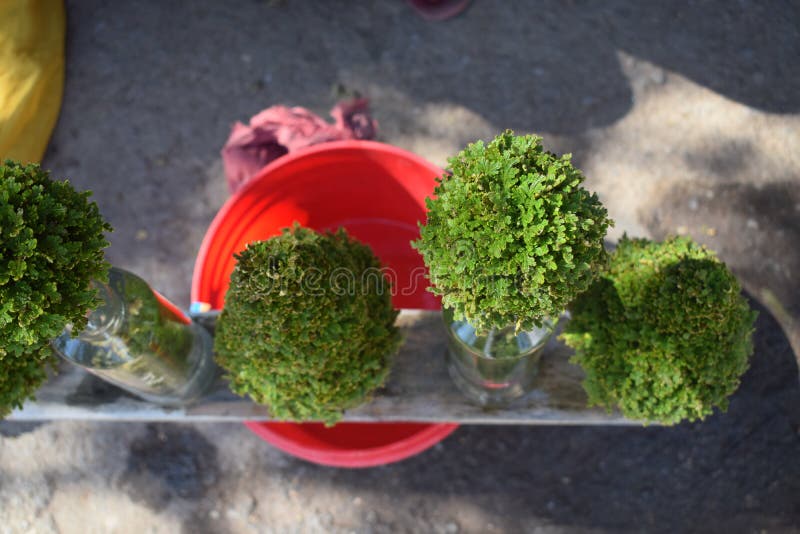 View of sanjeevani plant stock photo. Image of green - 109388262