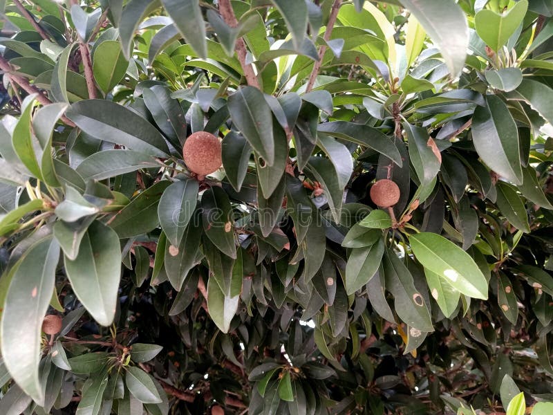 Close Up View of Sapota Plant Stock Image - Image of sweet, juicy ...