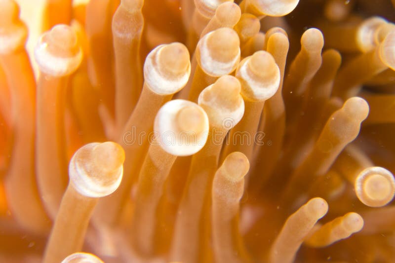 Close Up View of Sea Anemone Stock Photo - Image of backgrounds, coast ...