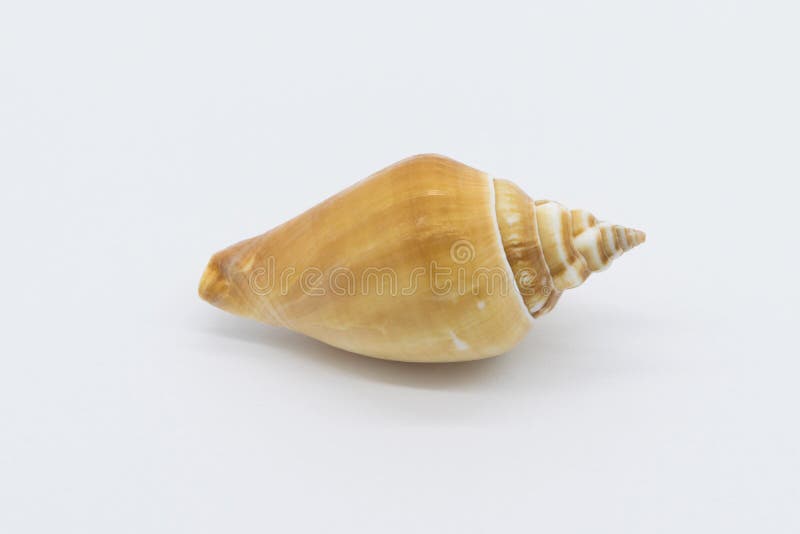 Close-up View of a Sea Shell on a White Background Stock Image - Image ...