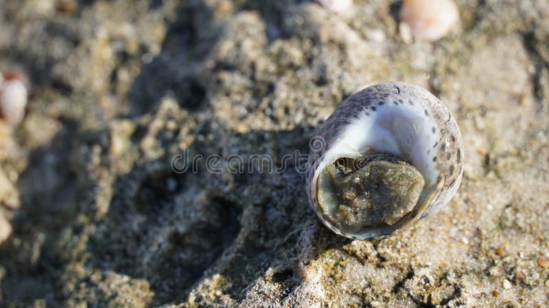 Close Up View of Sea Snail in Shells on Rock Stock Photo - Image of ...