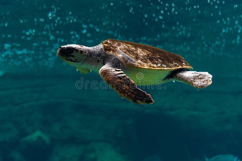 Close-up View of Sea Turtle in Sea Aquarium Stock Photo - Image of ...
