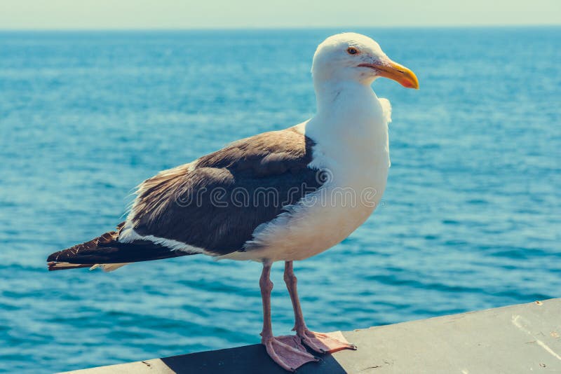 A Close-up View of a Seagull Stock Photo - Image of blue, feather ...