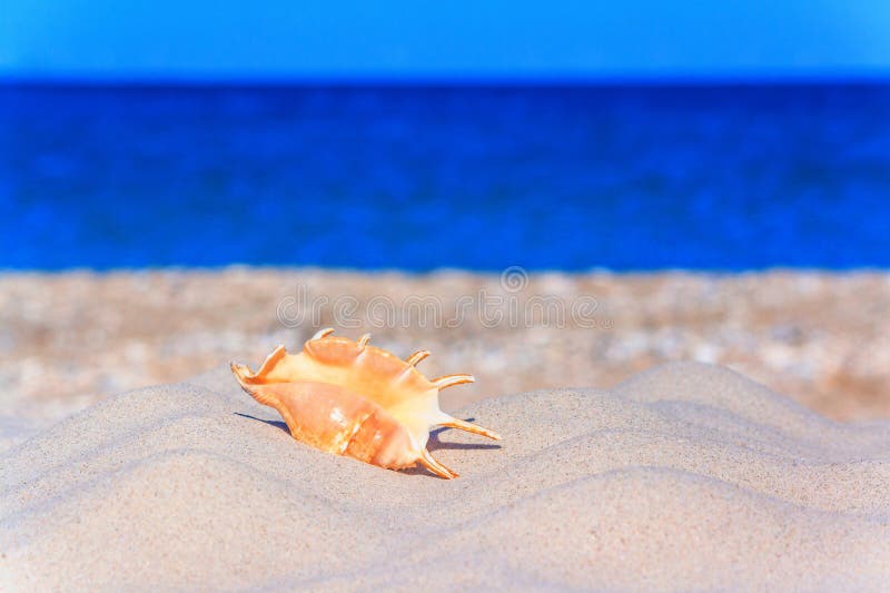 Close-up View of a Seashell on the Beach Sand on the Sand Under the Hot ...