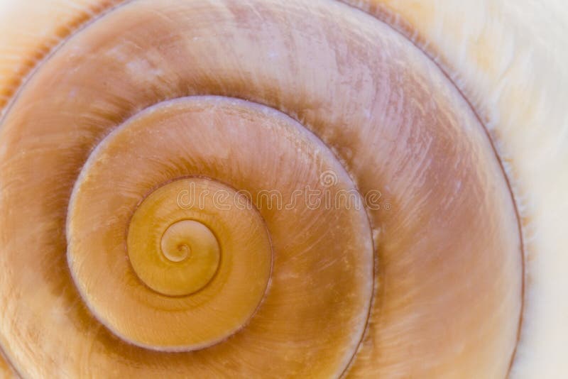 Close up of Seashell stock photo. Image of black, nature - 43349666