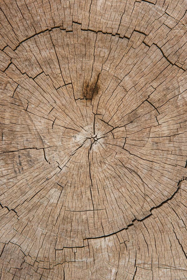 Close-up View of a Sectioned Tree Trunk Seen from Above. Stock Photo ...