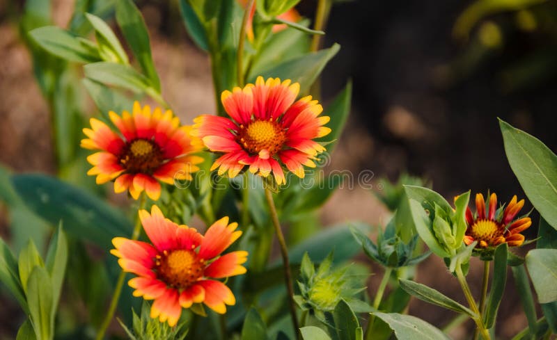 Yellow and Red Daisy Poking Out from the Surrounding Plants Stock Image ...