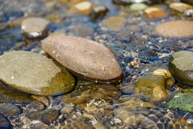 Stones in River with Clear Water Stock Photo - Image of creek ...