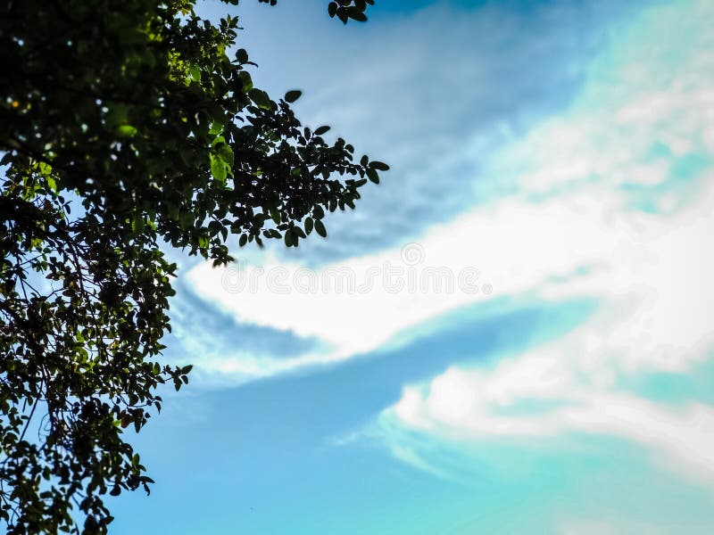 Shadow of tree branch stock photo. Image of greenery - 154711762