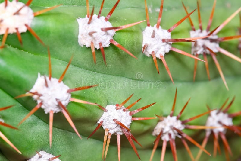 Close Up View of Sharp Needles on a Cactus Plant Stock Image - Image of ...