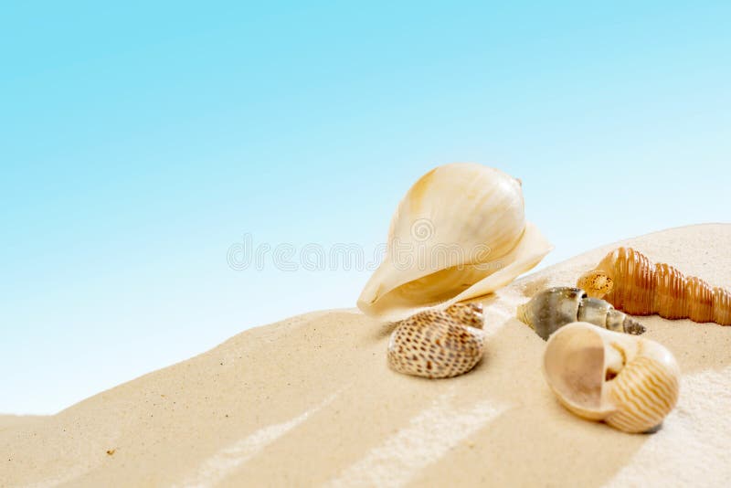 Close Up View of Shells on the Sandy Beach Stock Photo - Image of shore ...