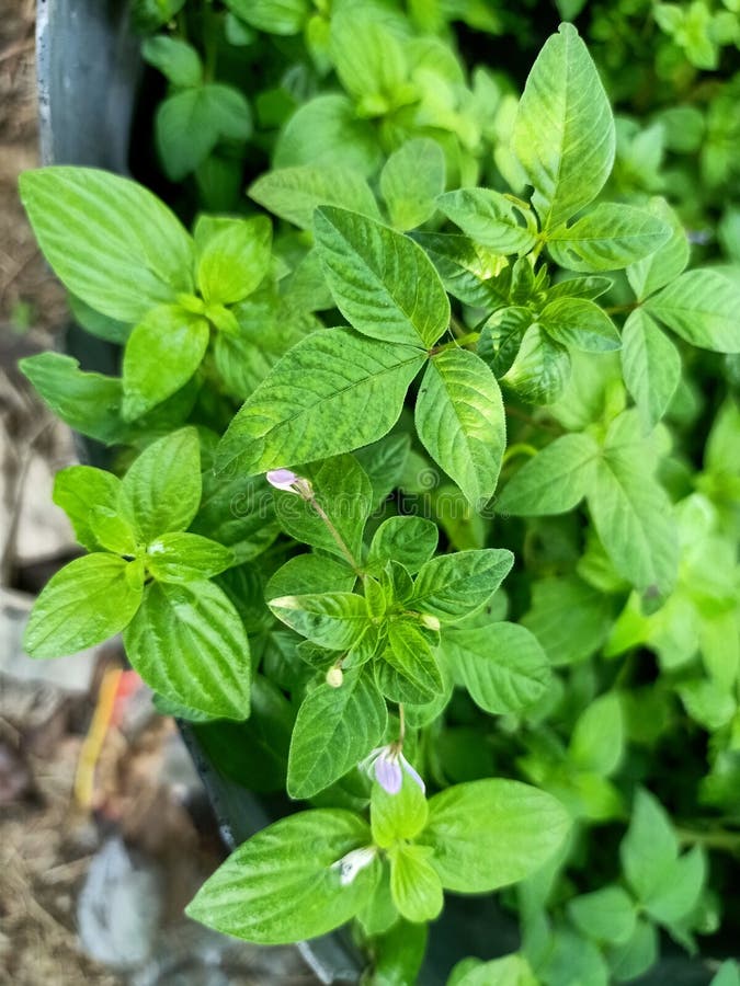 Close Up View of Shona Cabbage Plant Stock Photo - Image of minerals ...