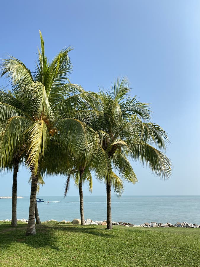 Short Coconut Tree at My Garden Stock Photo - Image of coconut ...