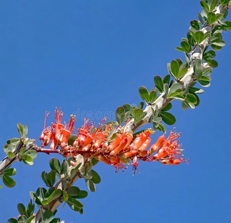 Close-up of a Ocotillo Cactus Bloom - Mohave Desert Stock Image - Image ...