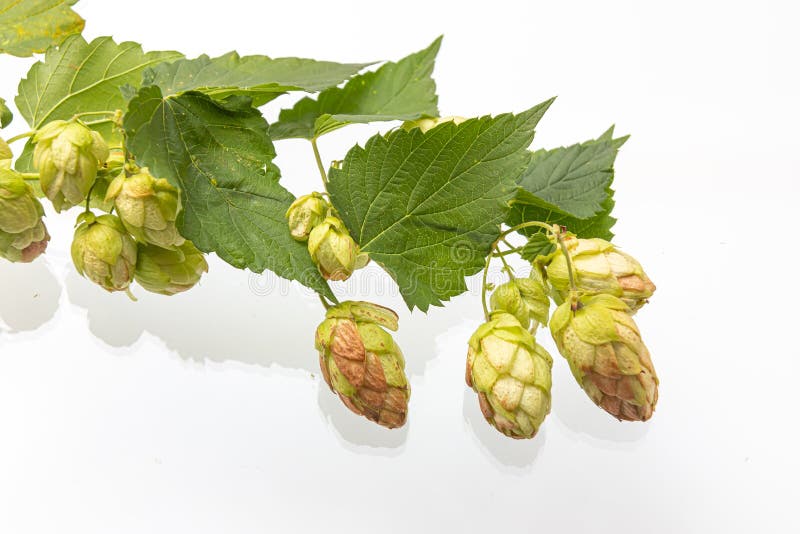 Close Up View of Single Hop Cone with Leaf. Isolated on White Stock ...