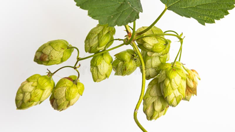 Close Up View of Single Hop Cone with Leaf. Isolated on White Stock ...